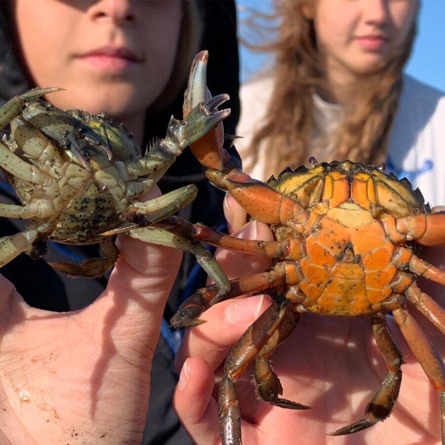 Invasive Species – The Climate Initiative